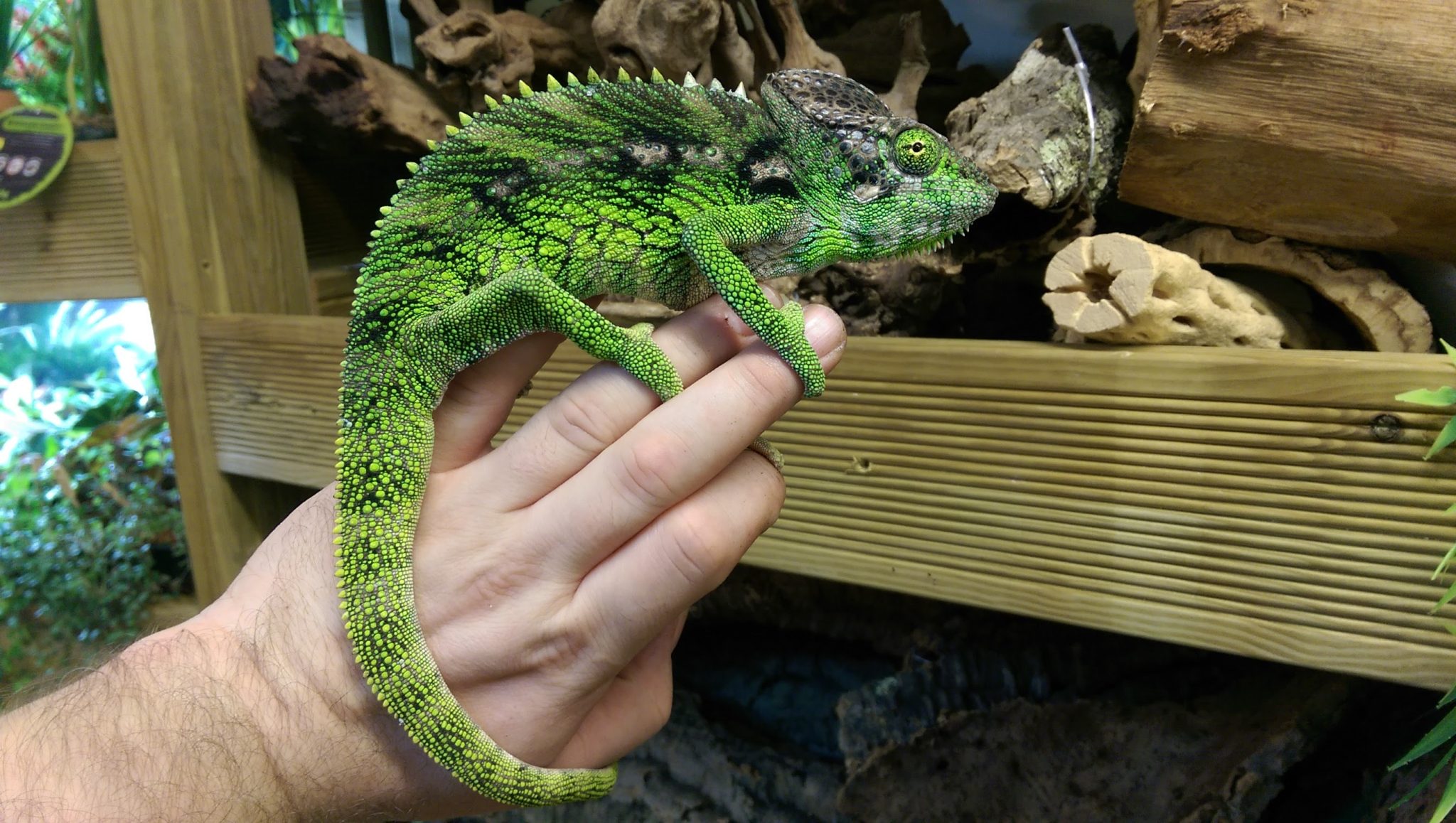 Reptile boarding - Repxotics
