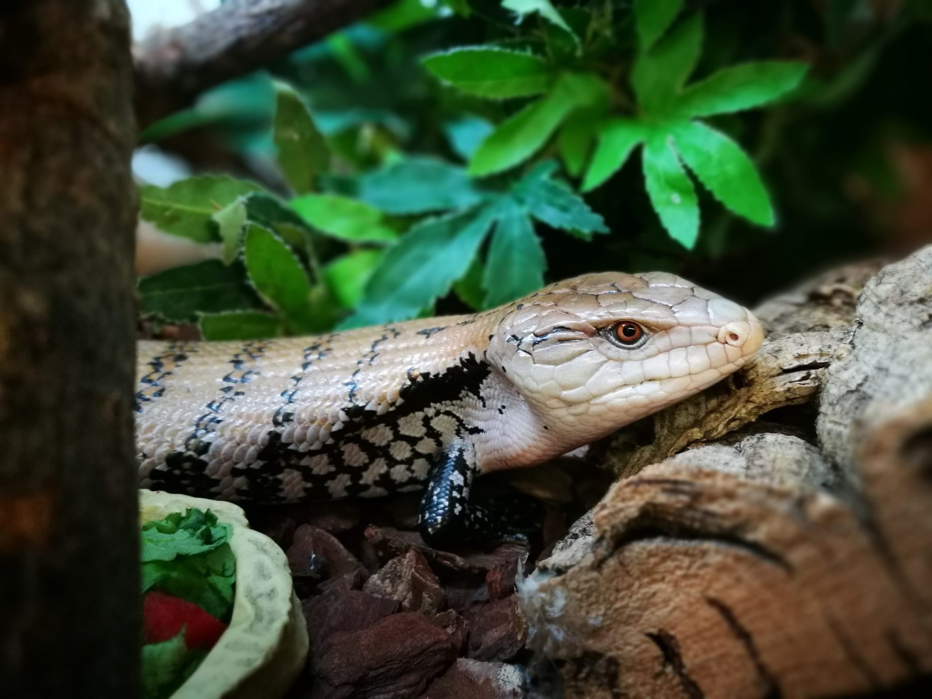 About us - Repxotics