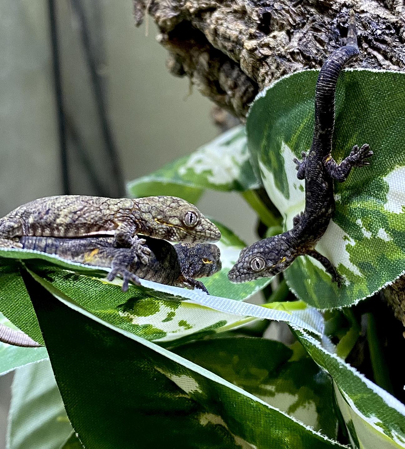 Reptile boarding - Repxotics